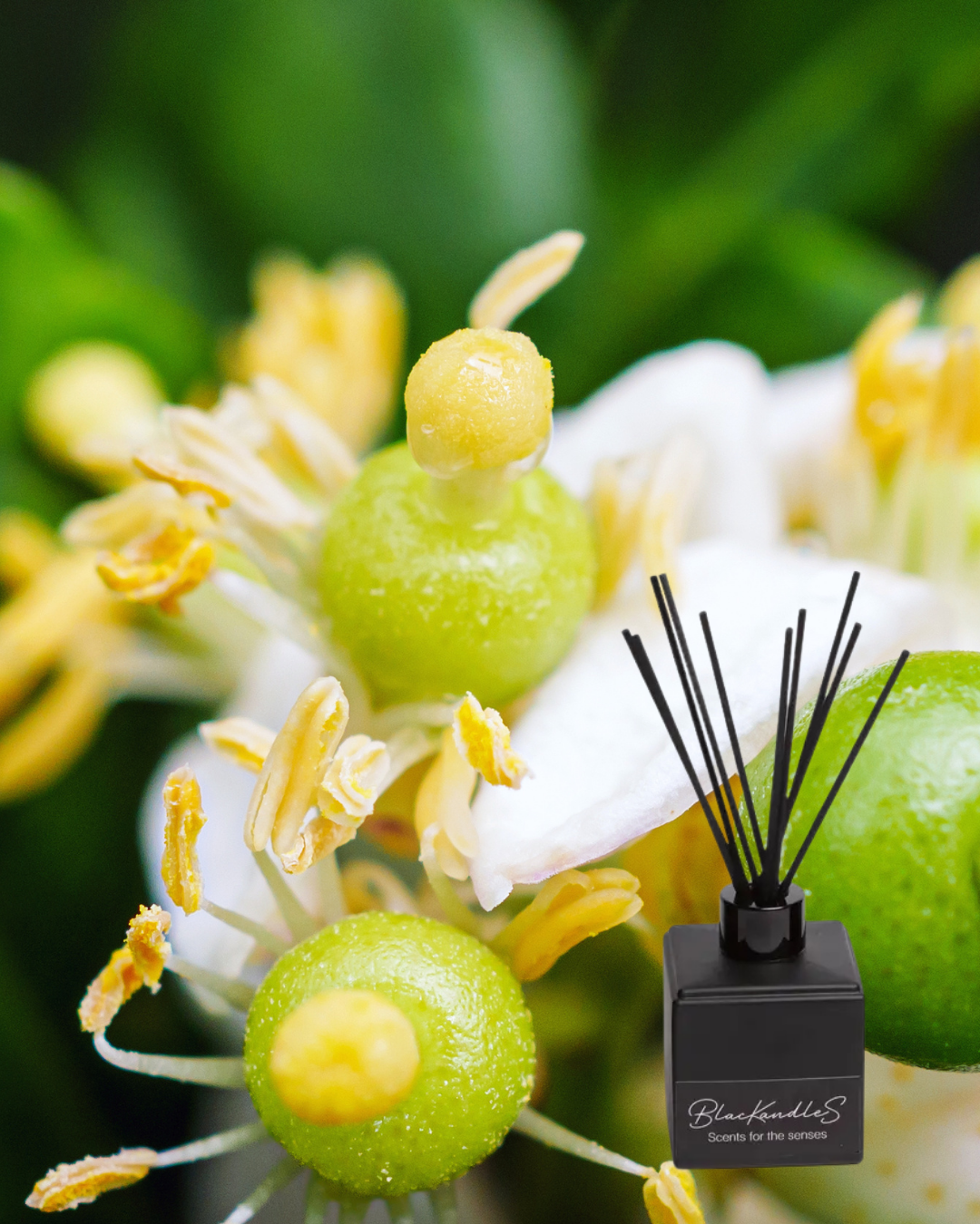Kaffir Lime & Sandalwood Diffusers – BlacKandleS